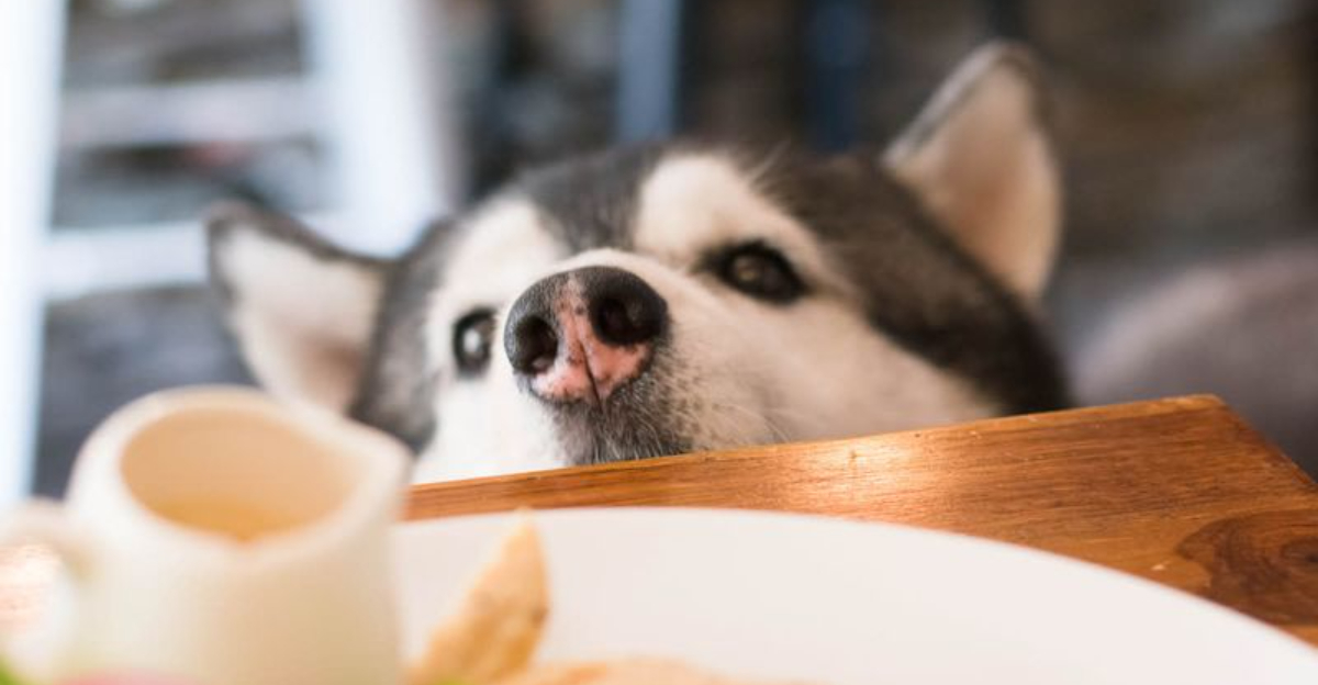 17 Dog Breeds That Are Completely Obsessed With Food - Exploring Animals