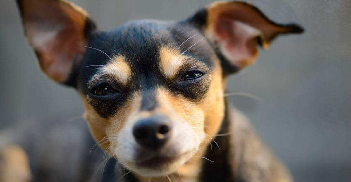 20 Dog Breeds That Communicate with Their Eyes (And What They’re Trying to Say) - Exploring Animals