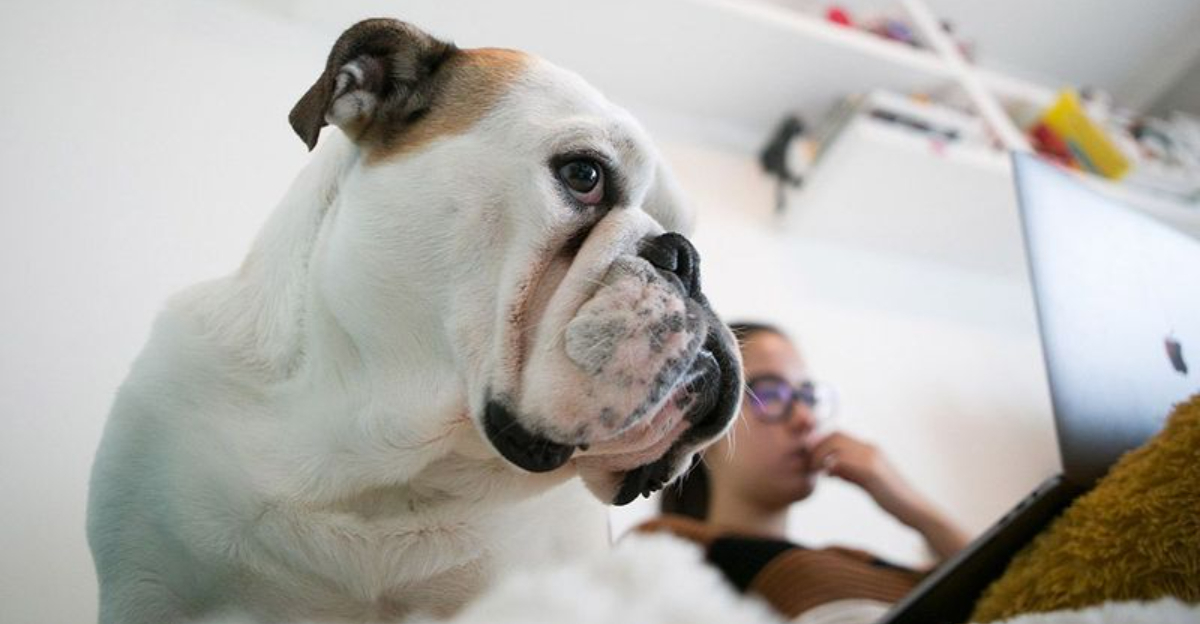 14 Dog Breeds That Instantly Pick Up On Their Owner’s Mood Swings ...
