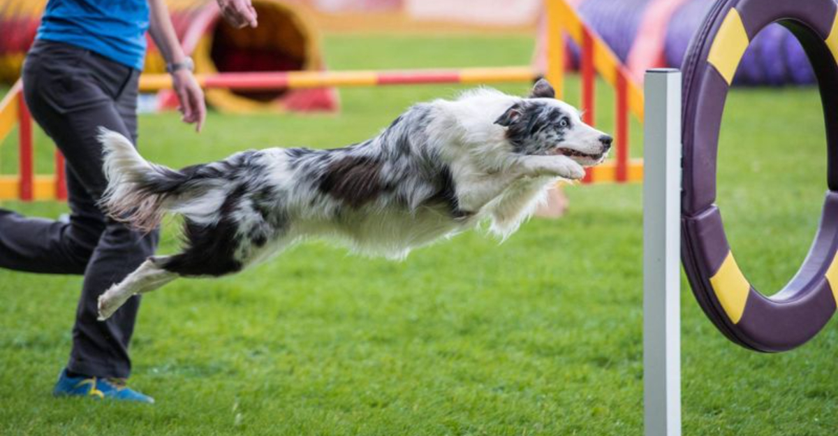 17 Dog Breeds That Were Practically Made for Agility Competitions ...