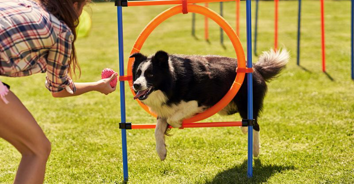 16 Dog Training Mistakes Owners Are Still Making in 2025 - Exploring ...