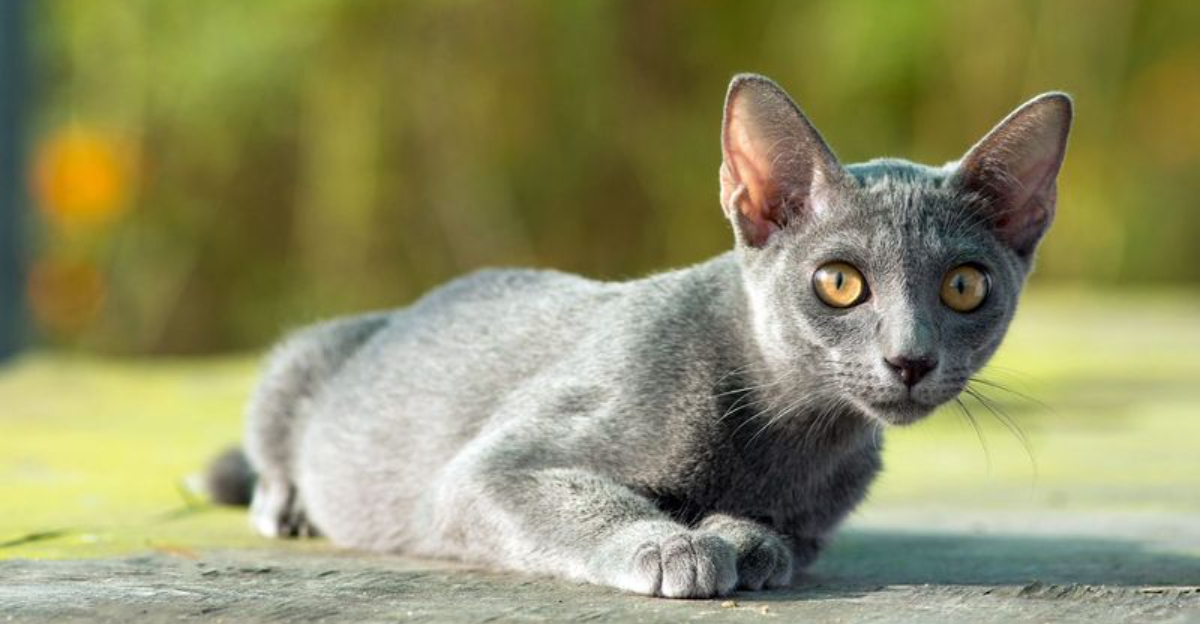 13 Essential Korat Cat Facts Every Potential Owner Should Know ...