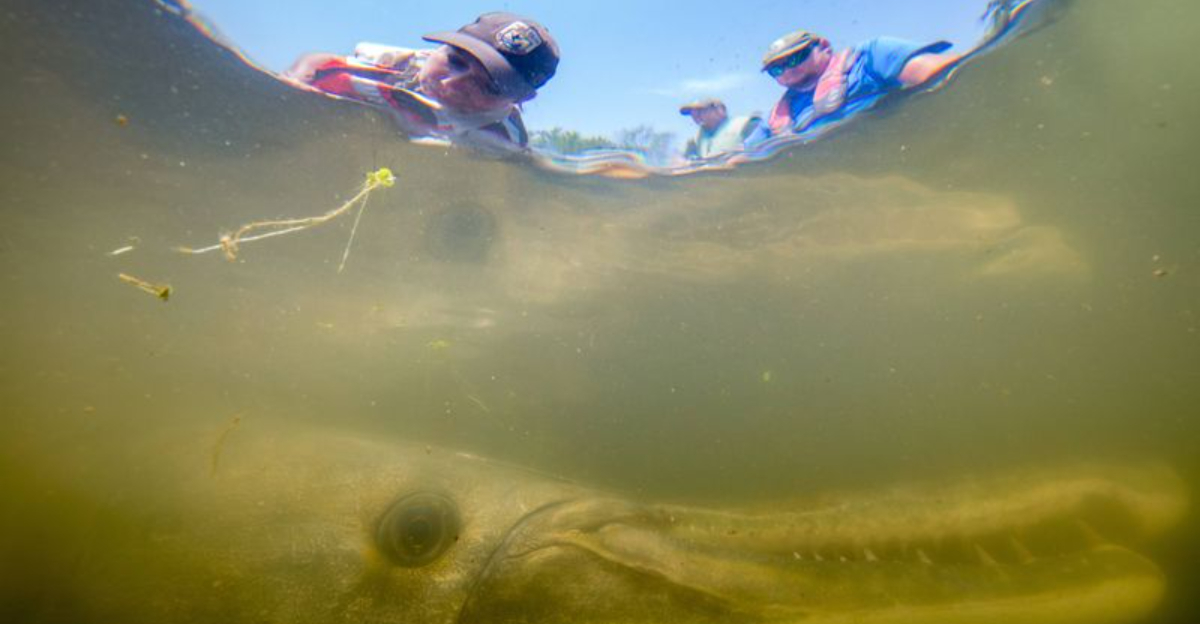 13 Facts About the Largest Predator Ever Found in Freshwater ...