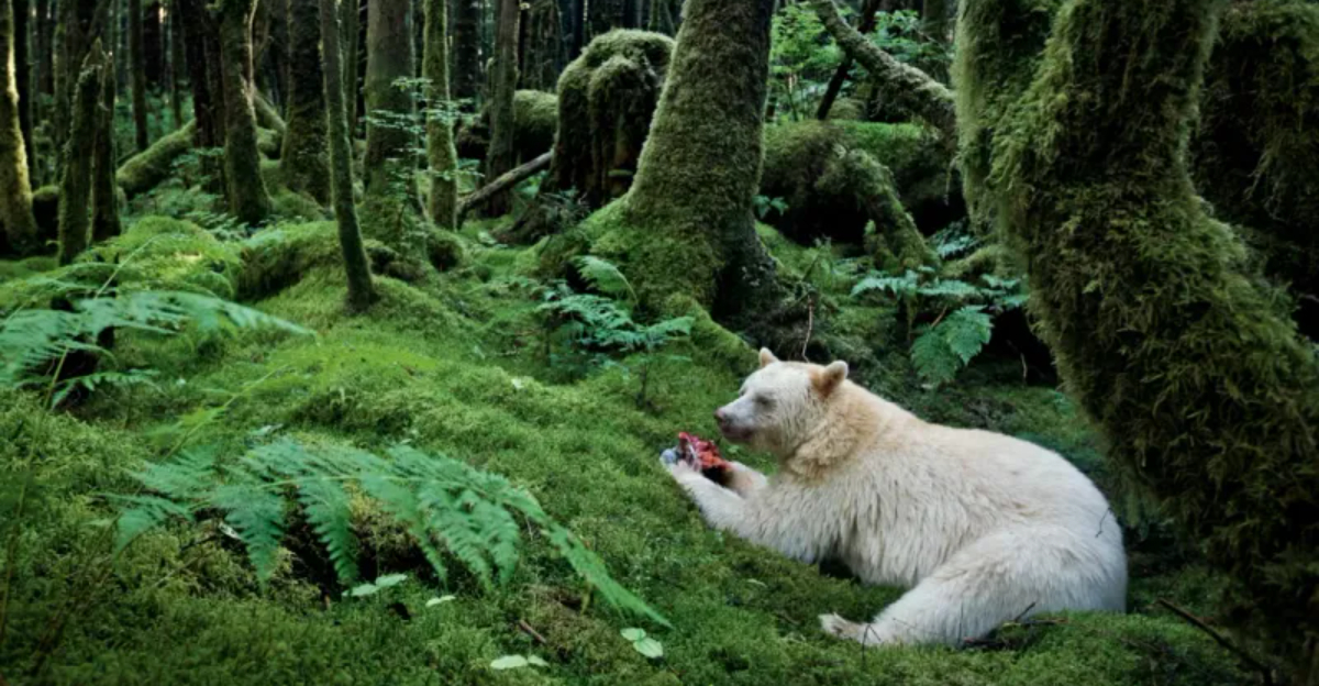 15 Facts About the World’s Rarest Bear Living in North America’s ...