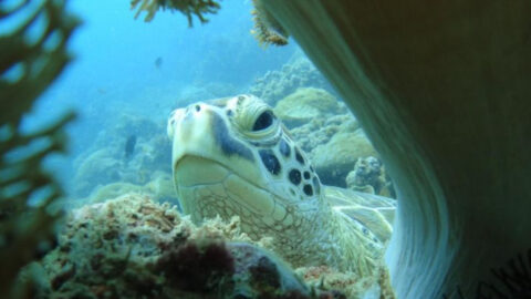 12 Fascinating Details About the Oldest Sea Turtle Ever Documented ...