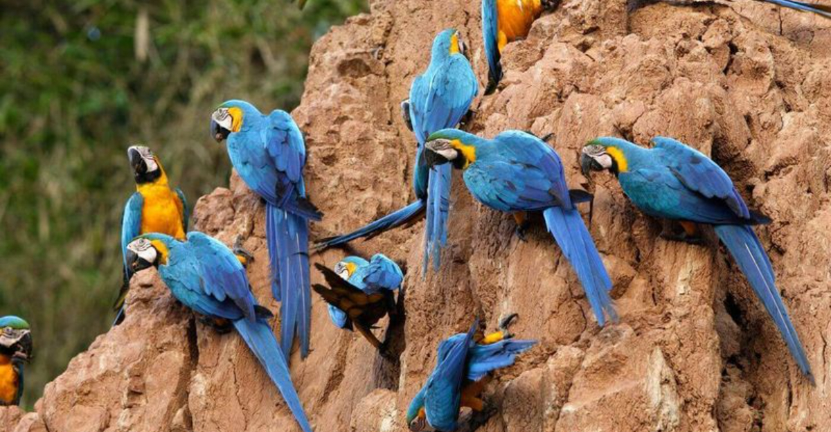 15 Fascinating Facts About the Blue and Gold Macaw - Exploring Animals