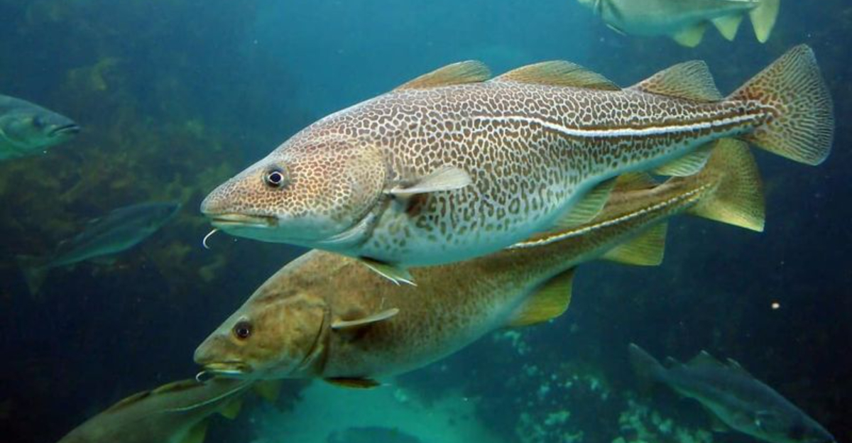 14 Forgotten Fish Species That Used to Dominate U.S. Docks and Markets ...
