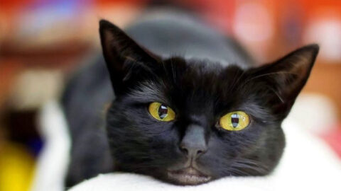12 Gorgeous Black Cat Breeds That Break Every Superstition - Exploring ...