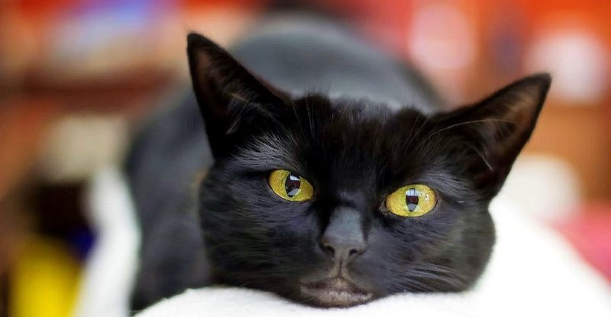 12 Gorgeous Black Cat Breeds That Break Every Superstition - Exploring ...
