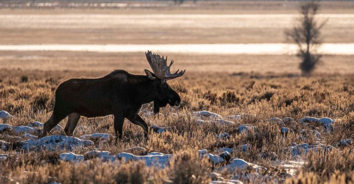 18 Grand Teton Wildlife Sightings You’ll Never Forget - Exploring Animals