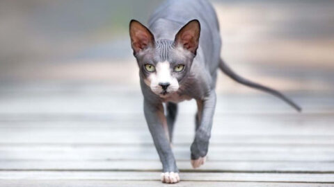 13 Hairless Cat Breeds That’ll Steal Your Heart (And Never Shed on Your ...