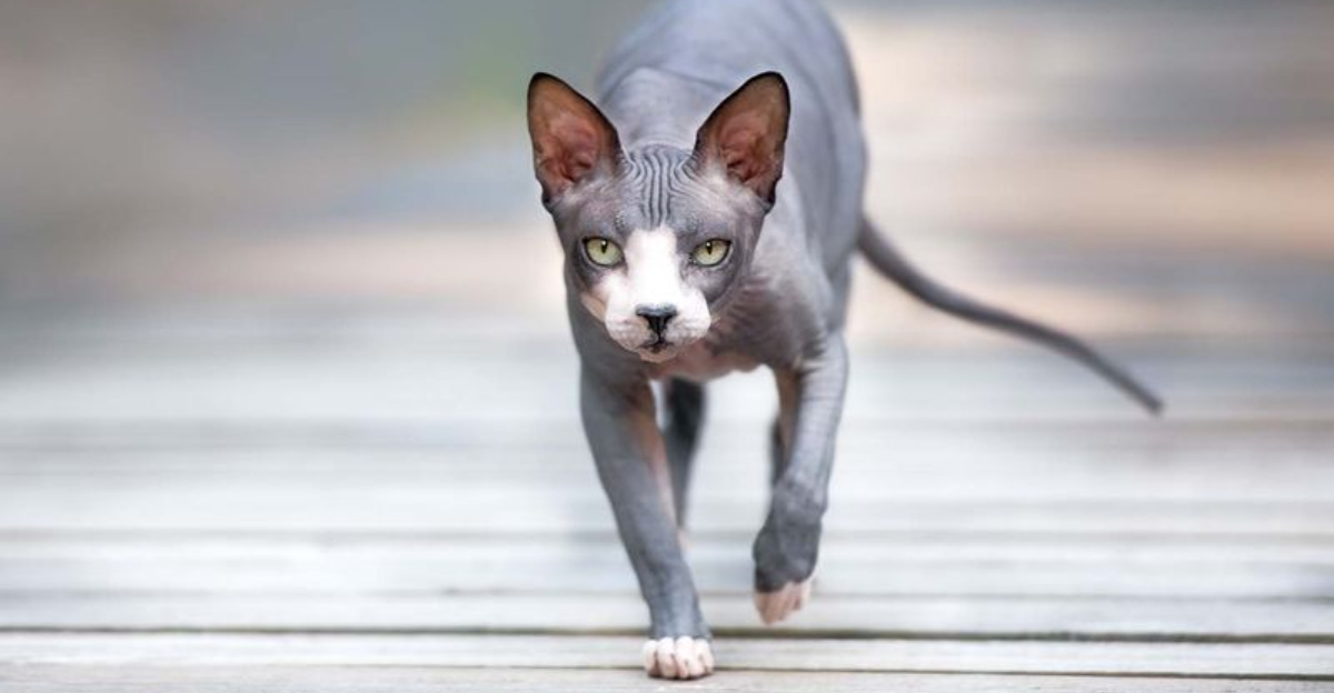 13 Hairless Cat Breeds That’ll Steal Your Heart (And Never Shed on Your ...
