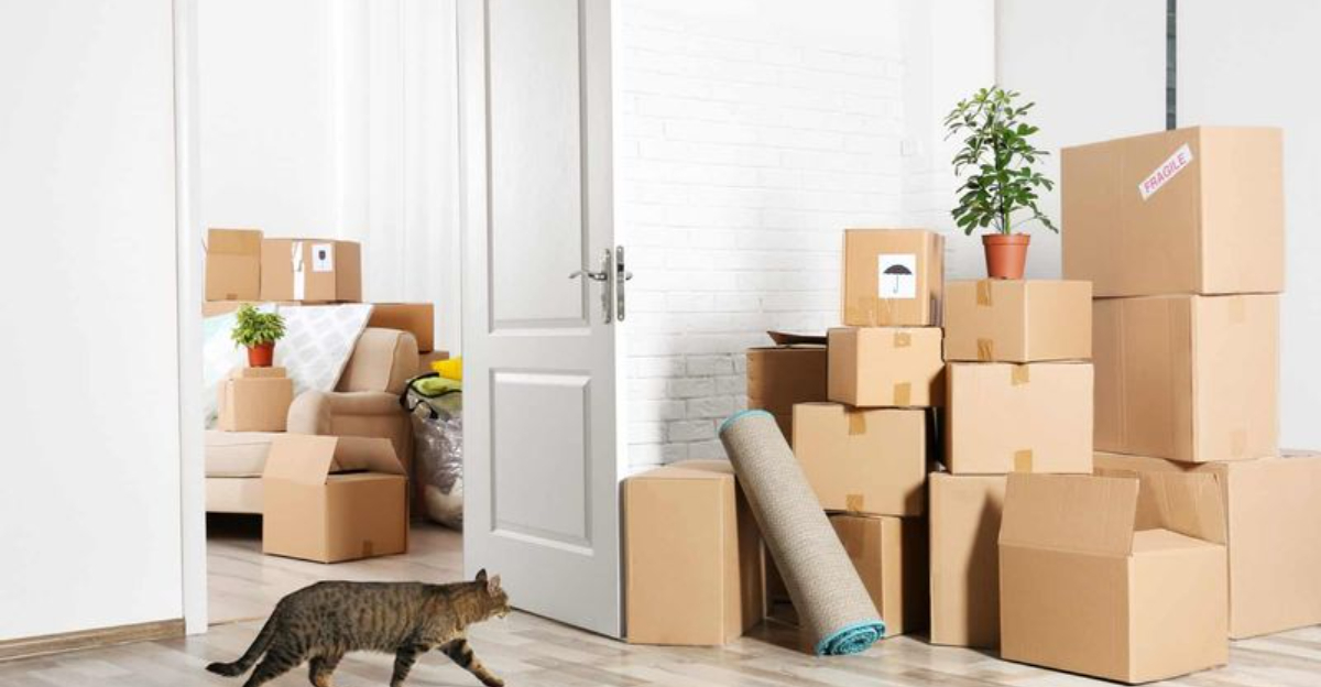 How to Help Your Cat Settle Smoothly Into a New Home - Exploring Animals