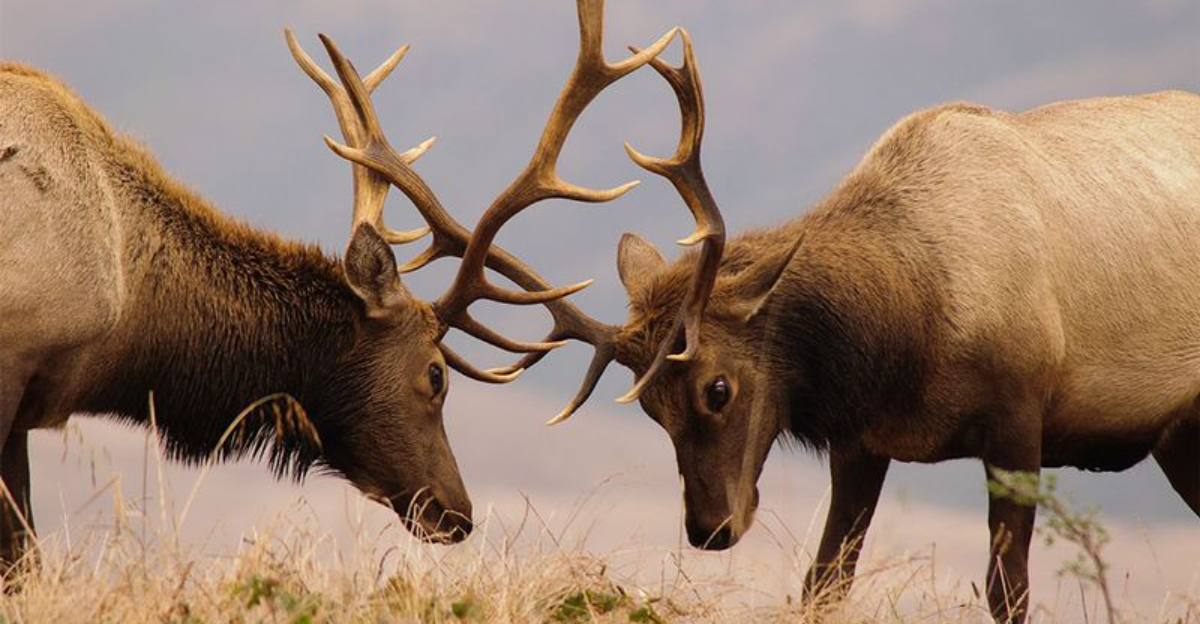 The 14 Largest Deer Species Roaming America’s Forests - Exploring Animals