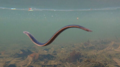 12 Leech-Infested Lakes in the U.S. You’ll Want to Think Twice About ...