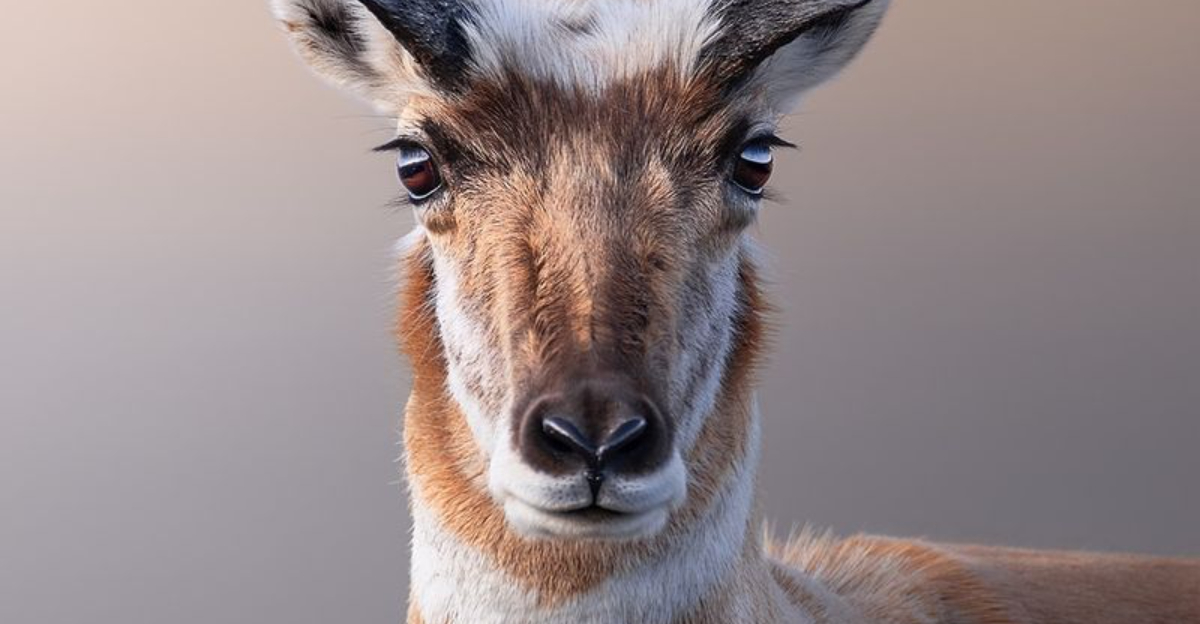 18 Most Graceful Animals Roaming North America - Exploring Animals