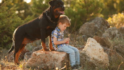 The 19 Most Misunderstood Dog Breeds That Make Excellent Family Pets ...