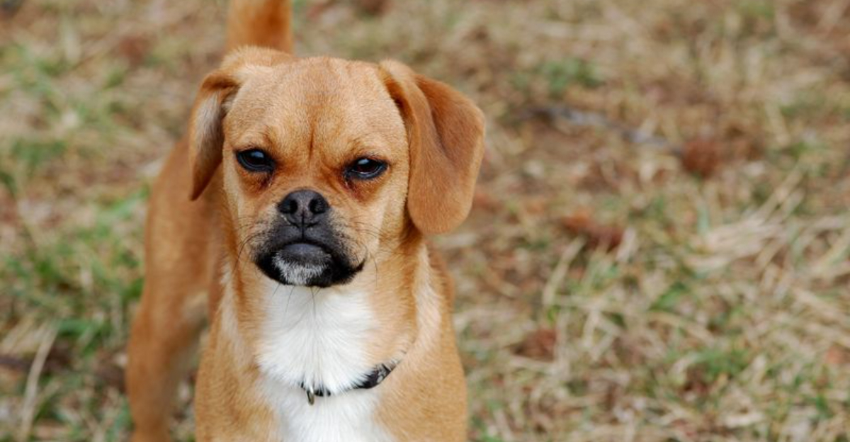 17 Most Popular Mixed Dog Breeds in America (And What Makes Them ...