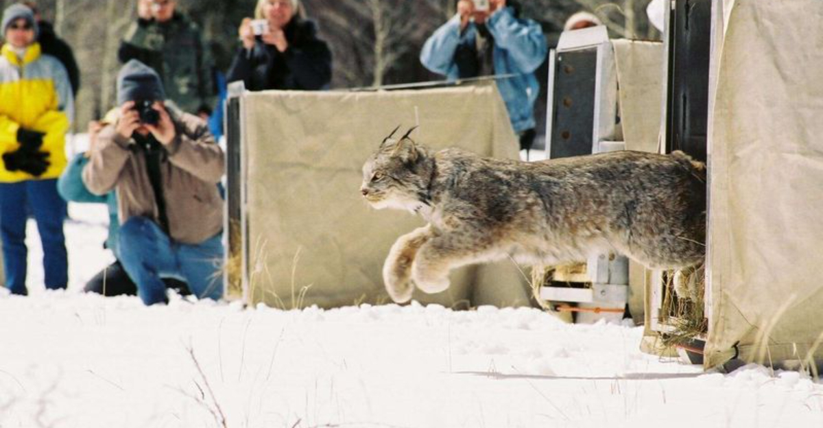 17 Most Successful Wildlife Rescues Ever Documented in the U.S ...