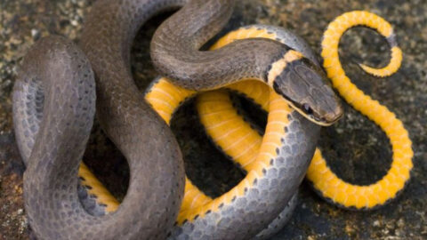 14 Non-Poisonous Snakes You Might Find in Your Backyard (And How to ...