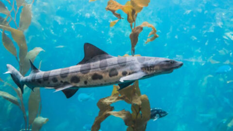 16 Ocean Creatures Found Only Along the Pacific Coastline - Exploring ...