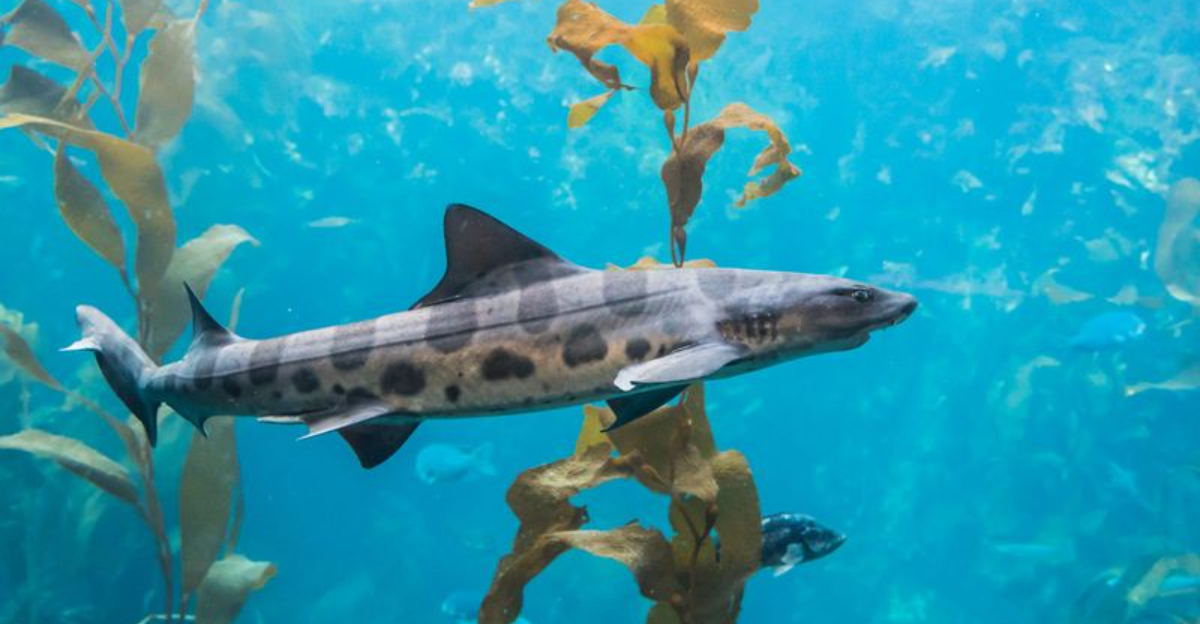 16 Ocean Creatures Found Only Along the Pacific Coastline - Exploring ...