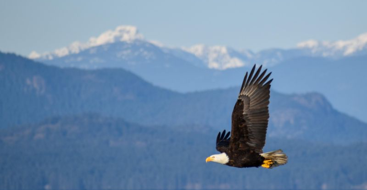 17 Once-Hated Animals That Are Now Essential to America's Ecosystems ...