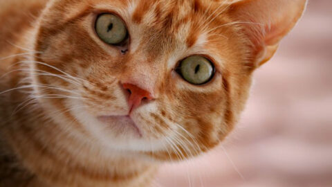 Pet Personality Types—and the Weird Things That Trigger Each One ...