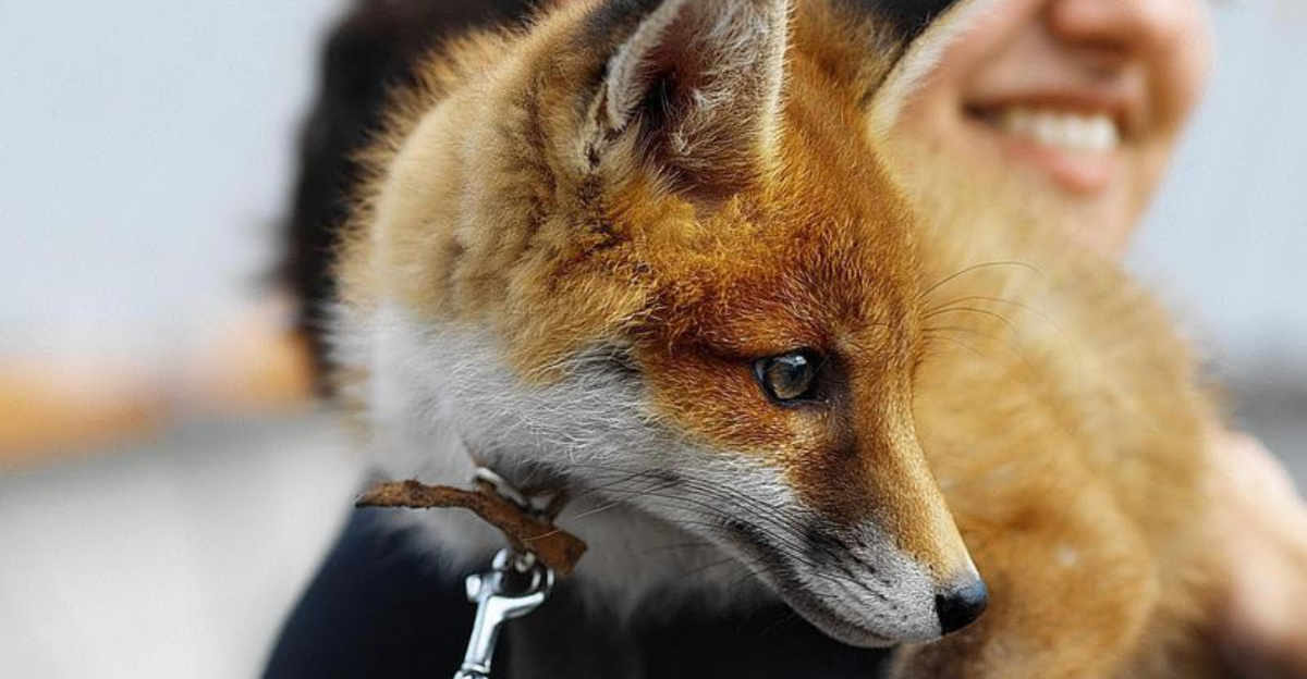 17 Places in America Where Owning a Pet Fox Is Allowed - Exploring Animals