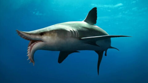 Prehistoric Shark Species That Make Today’s Predators Look Tiny ...