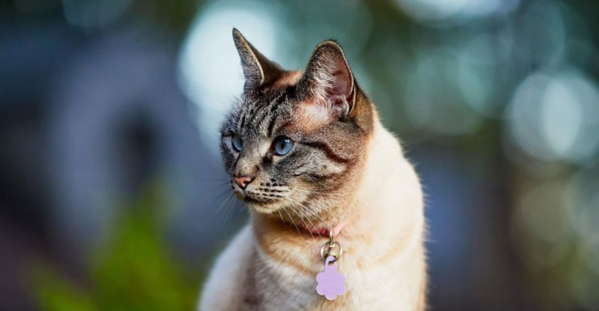 14 Reasons People Fall in Love With Lynx Point Siamese Cats - Exploring ...