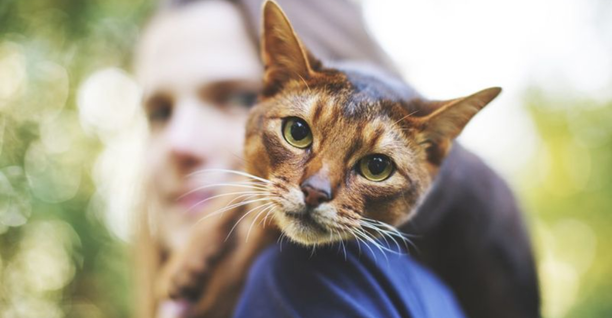 14 Reasons Single Cat Ladies Might Be the Happiest People You Know ...