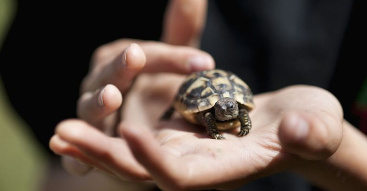 15 Reasons Why Hermann’s Tortoises Are Ideal for First-Time Keepers ...