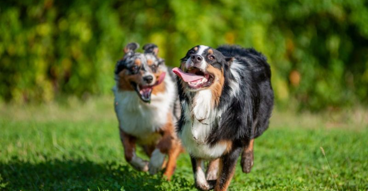 7 Reasons Why You Should Get a Second Dog (and 7 Why You Shouldn’t ...