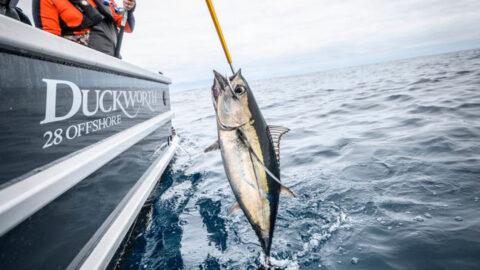 14 Record-Breaking Tuna Catches From U.S. Waters - Exploring Animals