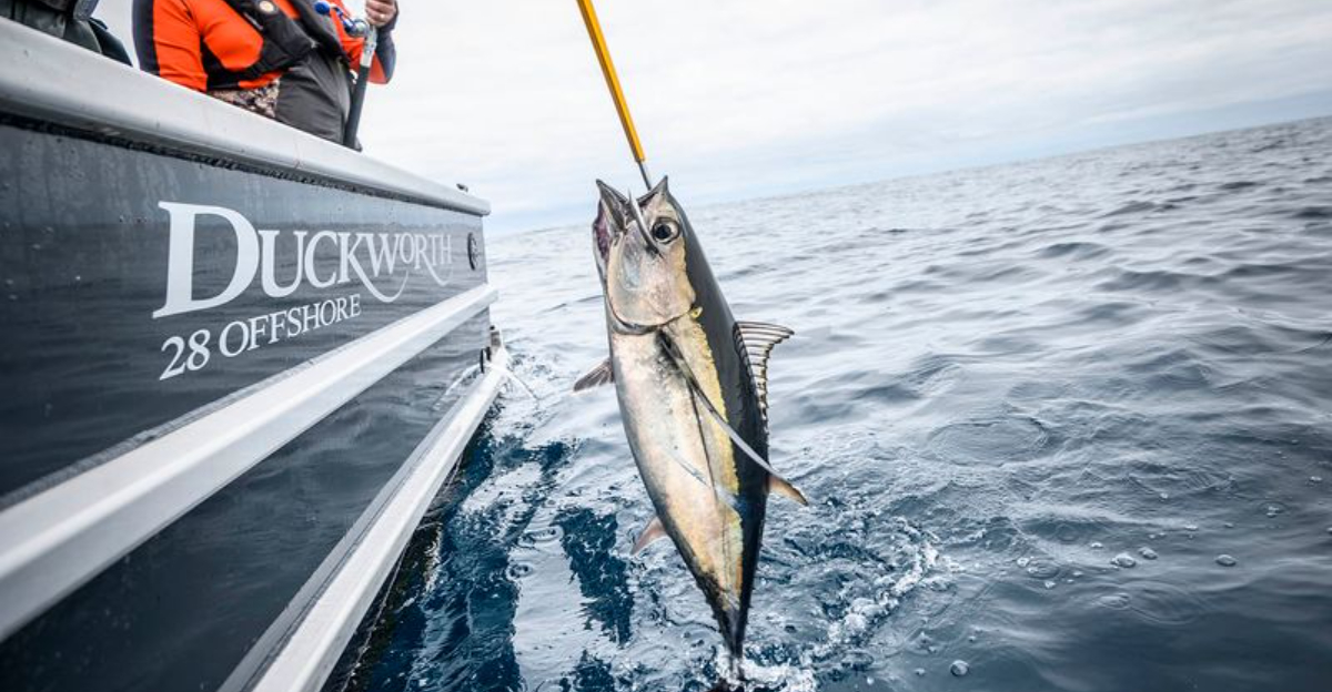 14 Record-Breaking Tuna Catches From U.S. Waters - Exploring Animals