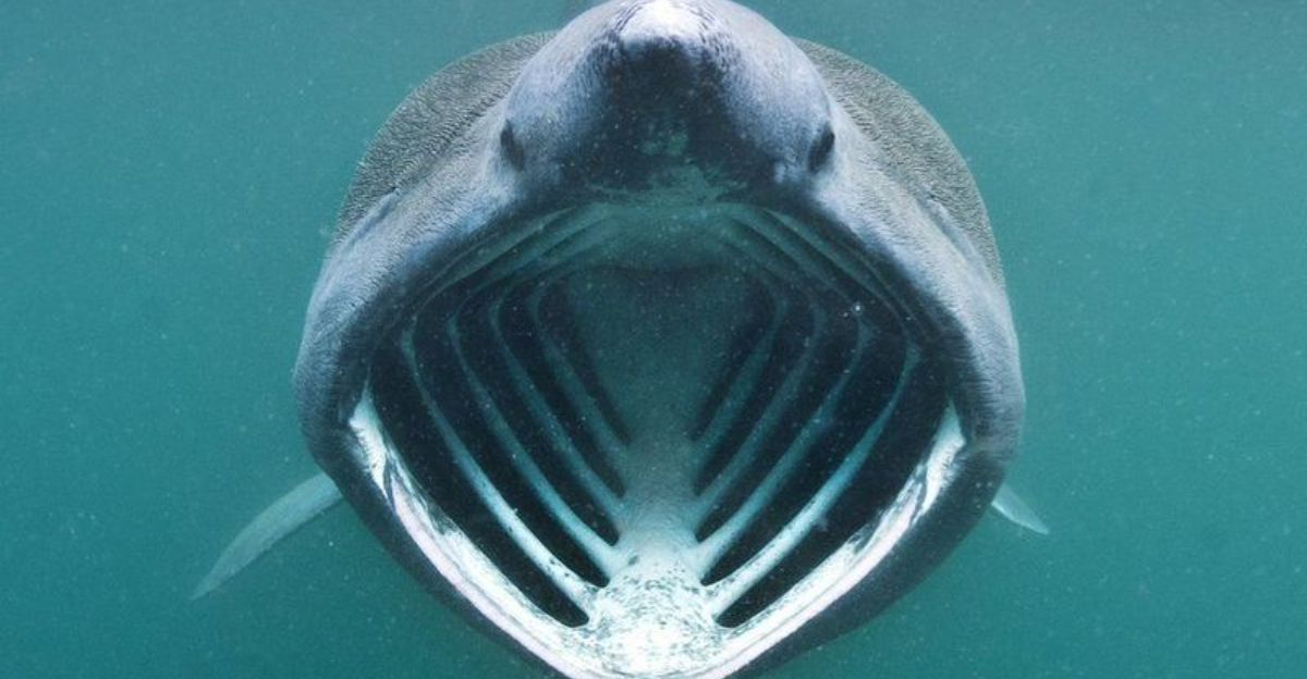 13 Sharks That Patrol the Waters Off the Coast of Massachusetts ...