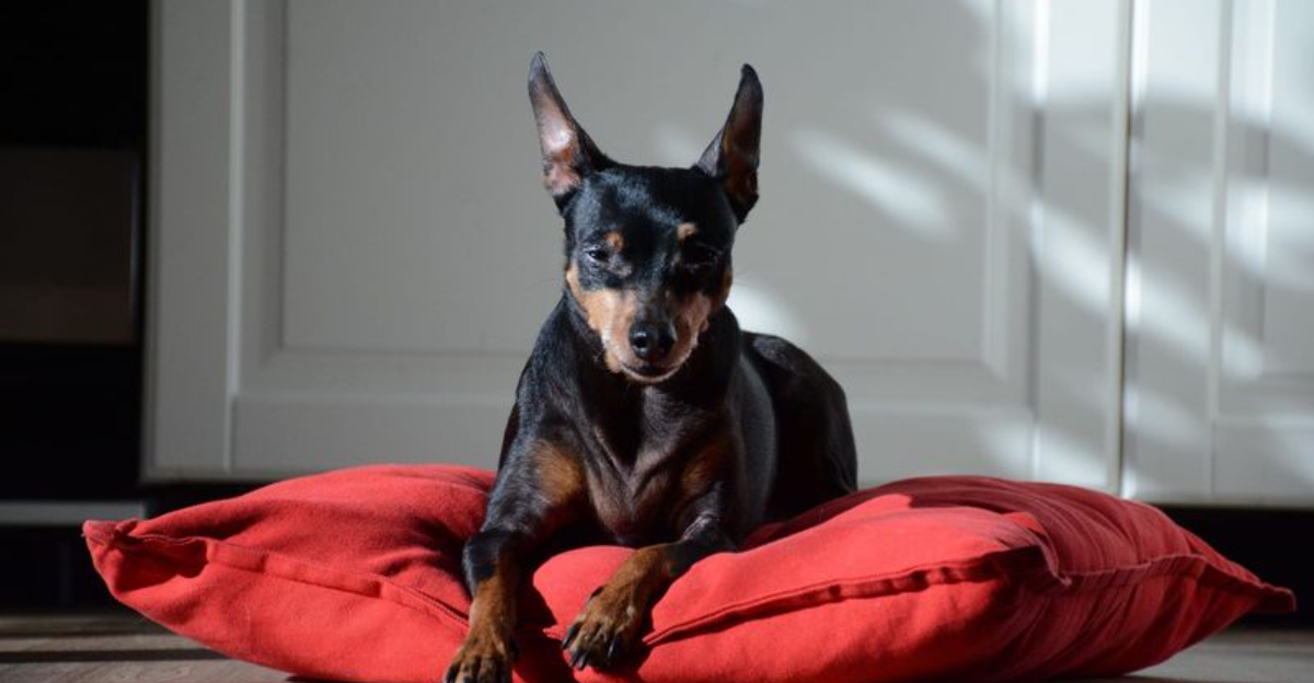 18 Short-Haired Dog Breeds With Surprisingly Low Grooming Needs ...