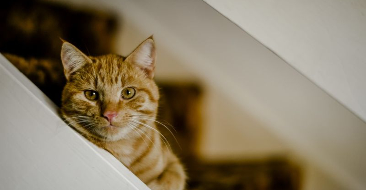 15 Signs Your Deceased Cat Is Still With You - Exploring Animals