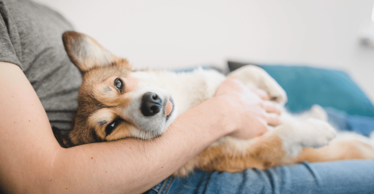 14 Signs Your Dog Prefers Being An Indoor Pet - Exploring Animals
