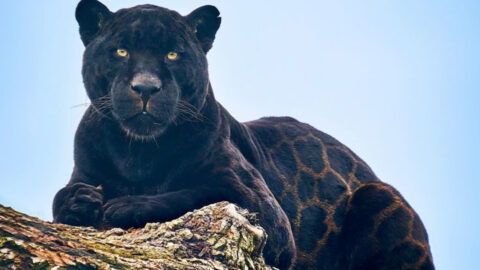 18 Stunning Black Animals That Reveal the Beauty of Melanism ...