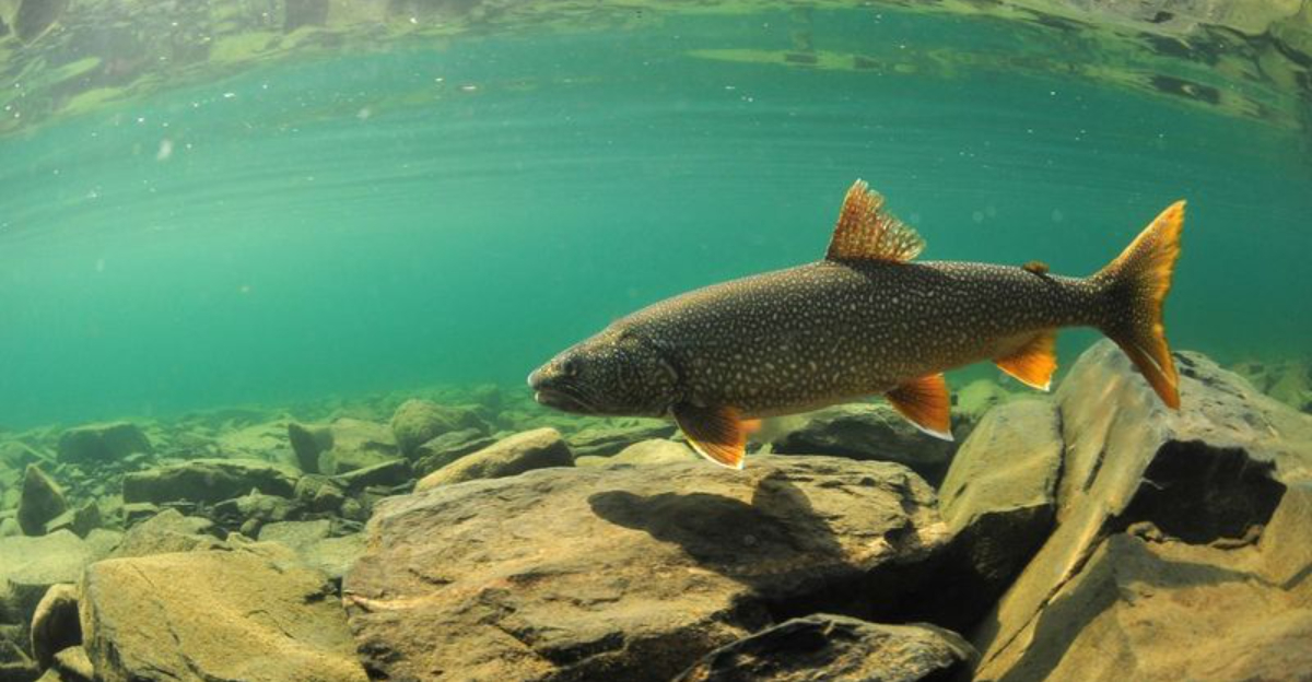 These American Lakes That Lost Their Most Valuable Fish Species ...