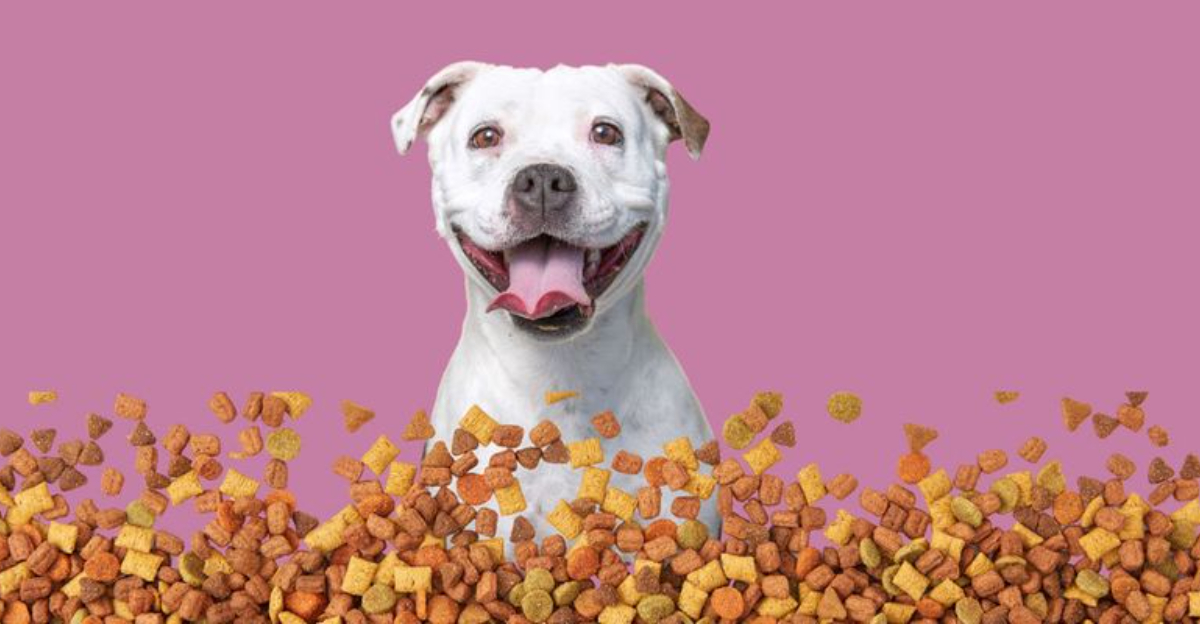 14 Things Every Pit Bull Owner Should Have at Home - Exploring Animals