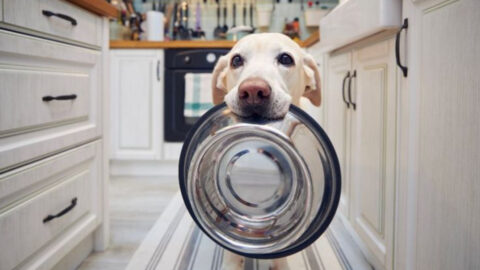 8 Things That Break Your Dog's Confidence (And 8 Good Habits to Do ...