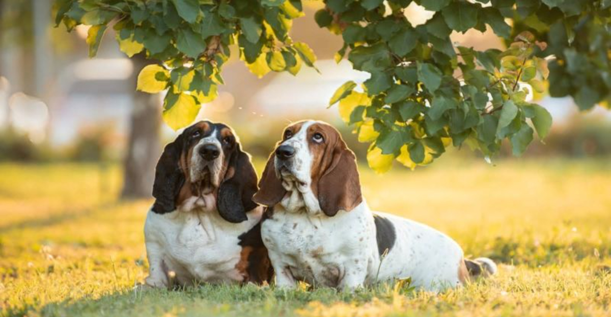 14 Things You Didn’t Know About the Basset Hound—Low to the Ground ...