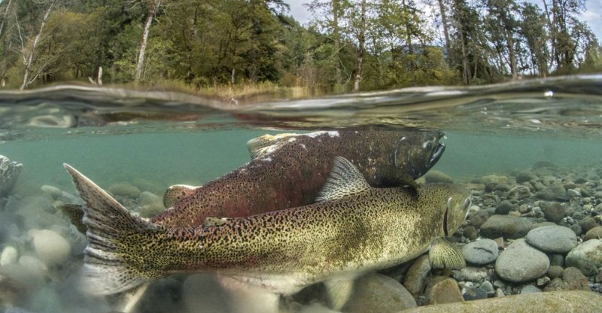This American River Hosts the Largest Spawn of Wild Salmon Each Year ...
