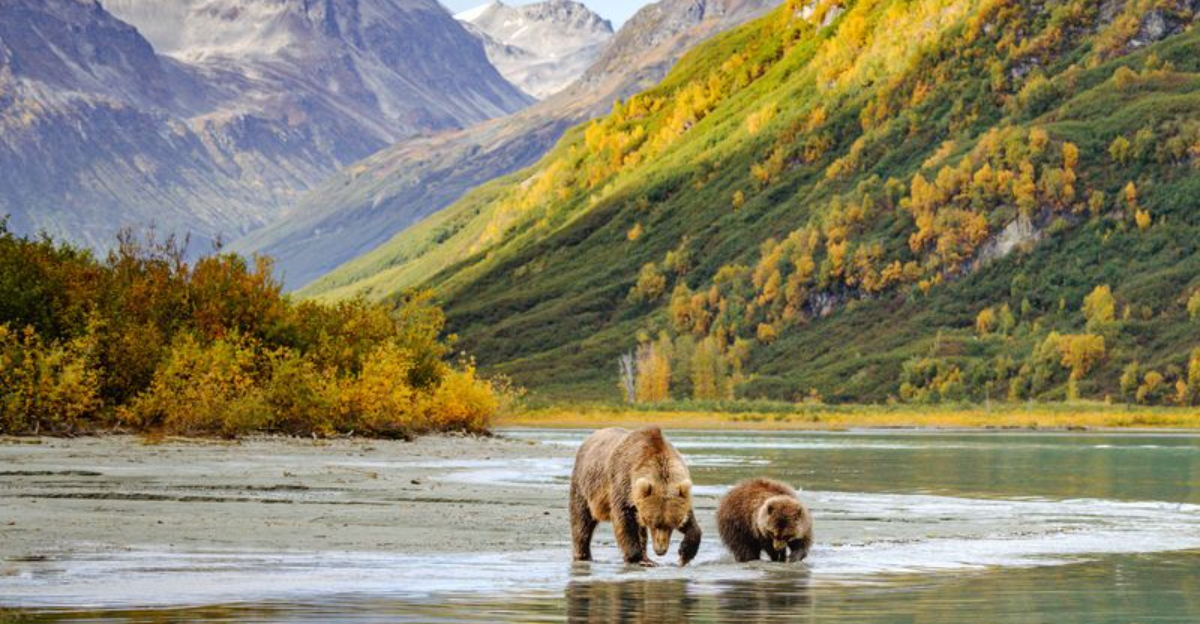 This National Park Has the Most Population of Wild Bears in America ...