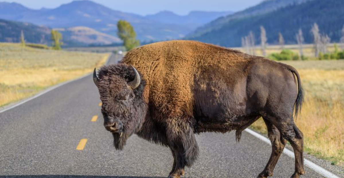 This U.S. National Park Has More Mammal Species Than Any Other ...