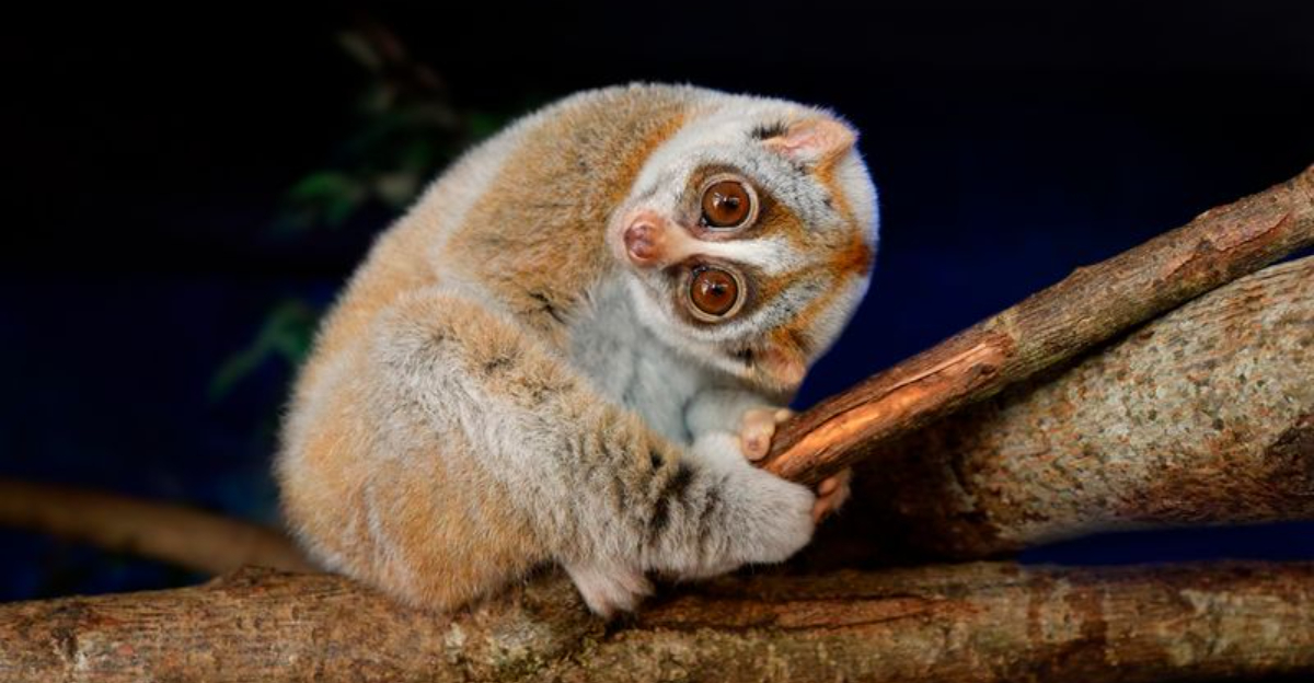 15 Times the Slow Loris Looked Cute but Hid a Venomous Secret ...