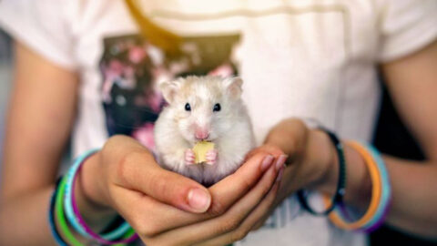 12 Top Pets for Teens (and 8 You Should Probably Avoid) - Exploring Animals